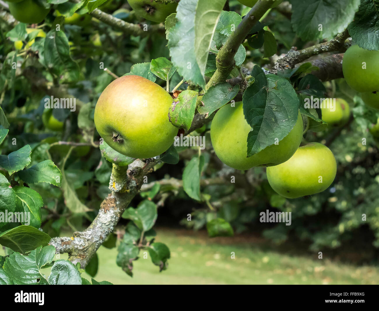 Apple bough hi-res stock photography and images - Alamy