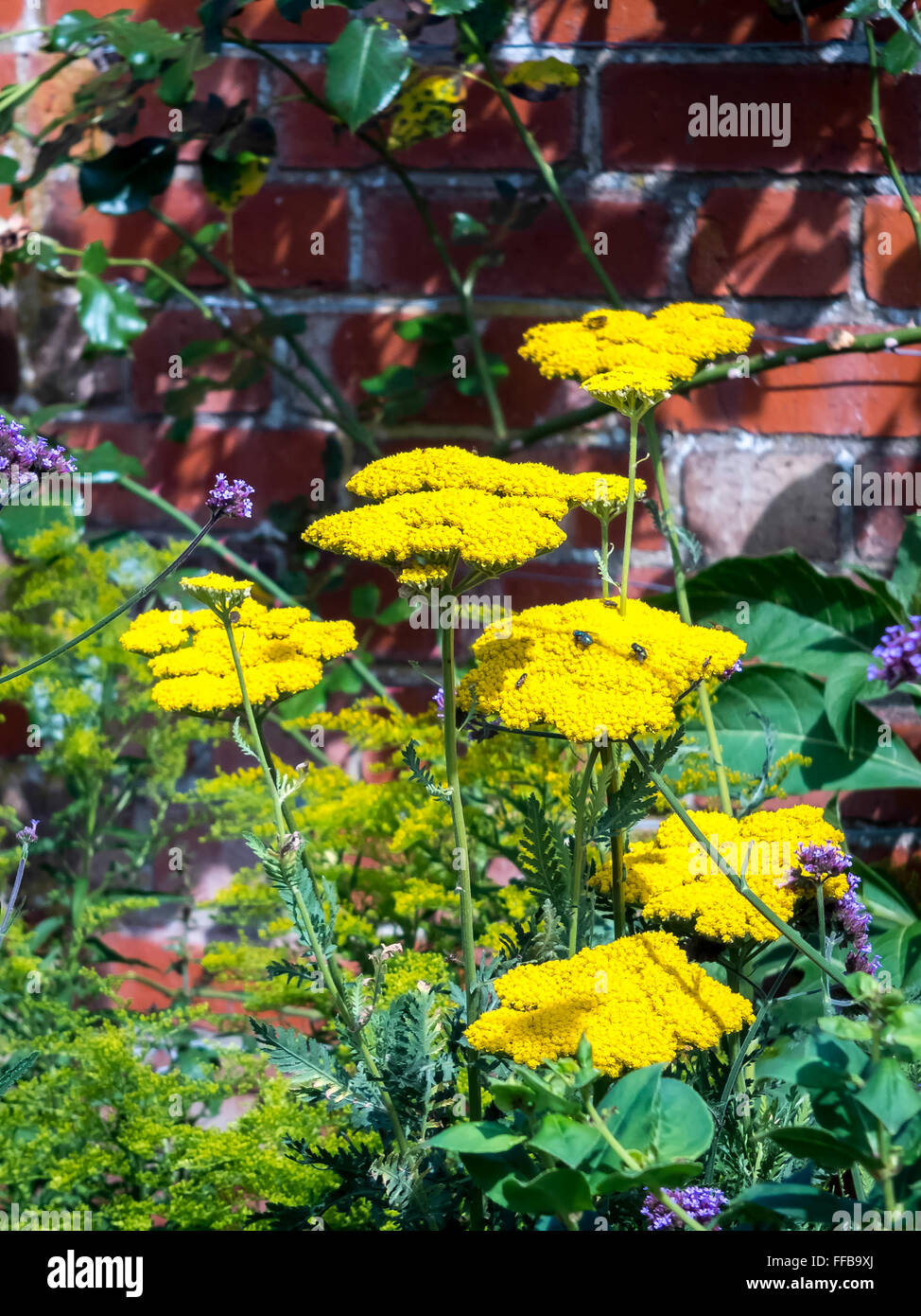Achillea millefolium orange hi-res stock photography and images - Alamy