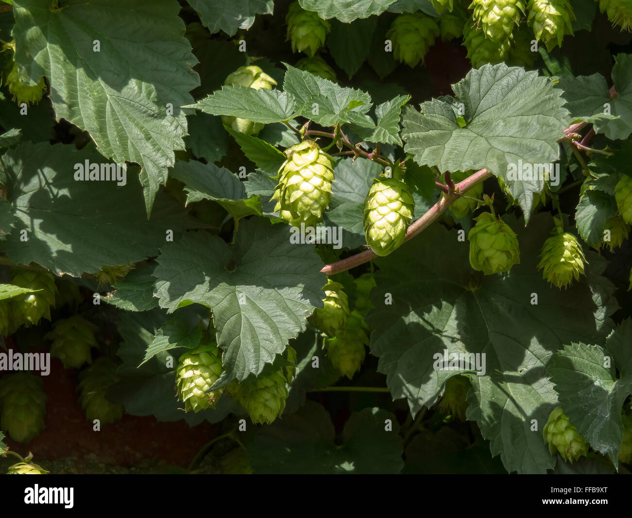 Cluster of Hops Stock Photo - Alamy