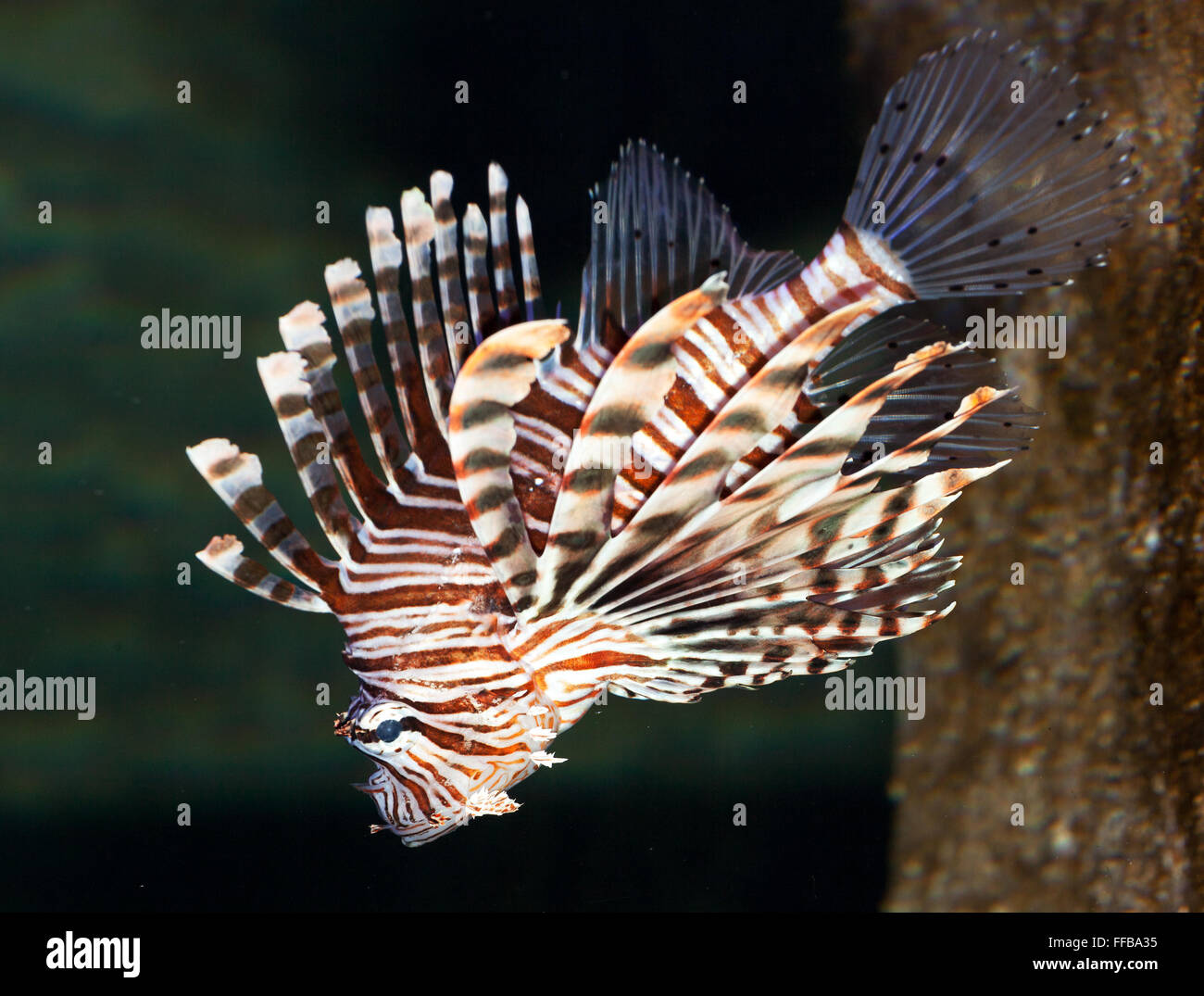 The red lionfish (Pterois volitans) is a venomous, coral reef fish in ...