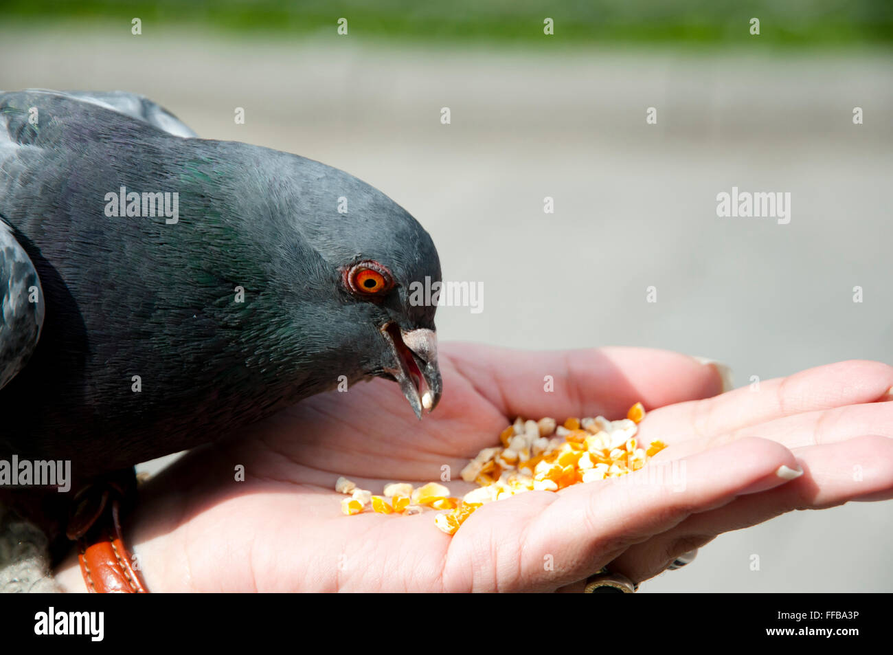 Hand with pigeon hi-res stock photography and images - Alamy