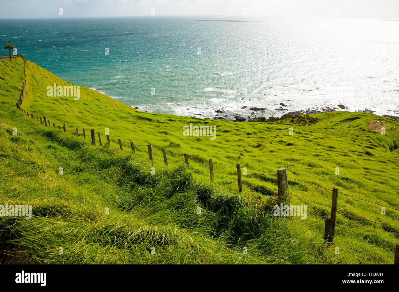 Sheep Pasture - Port Jackson - New Zealand Stock Photo - Alamy