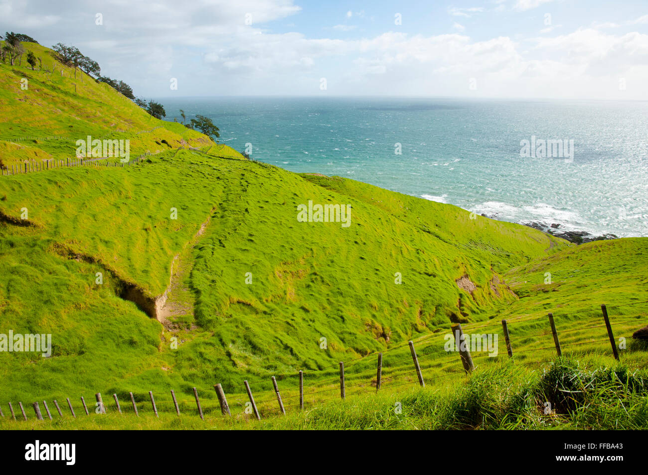 Sheep Pasture - Port Jackson - New Zealand Stock Photo - Alamy