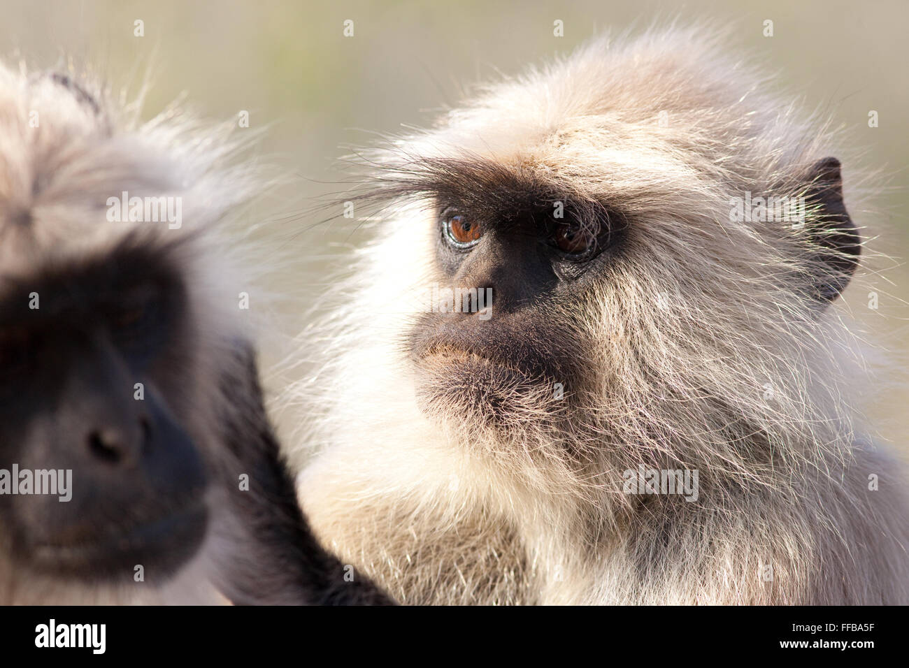 Hanuman languar grooming Stock Photo - Alamy