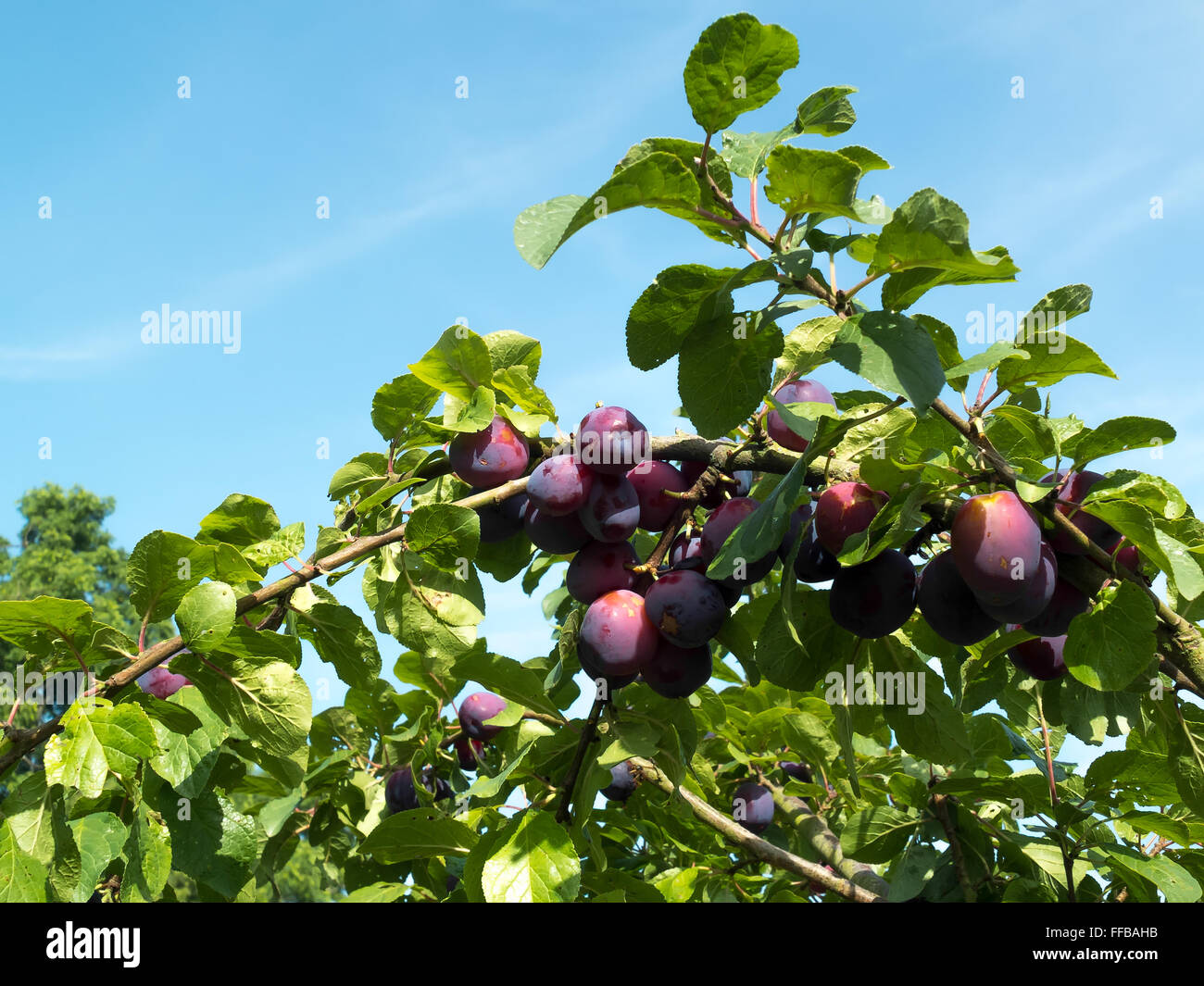 Bunch of Plums ripening in the sunshine Stock Photo - Alamy