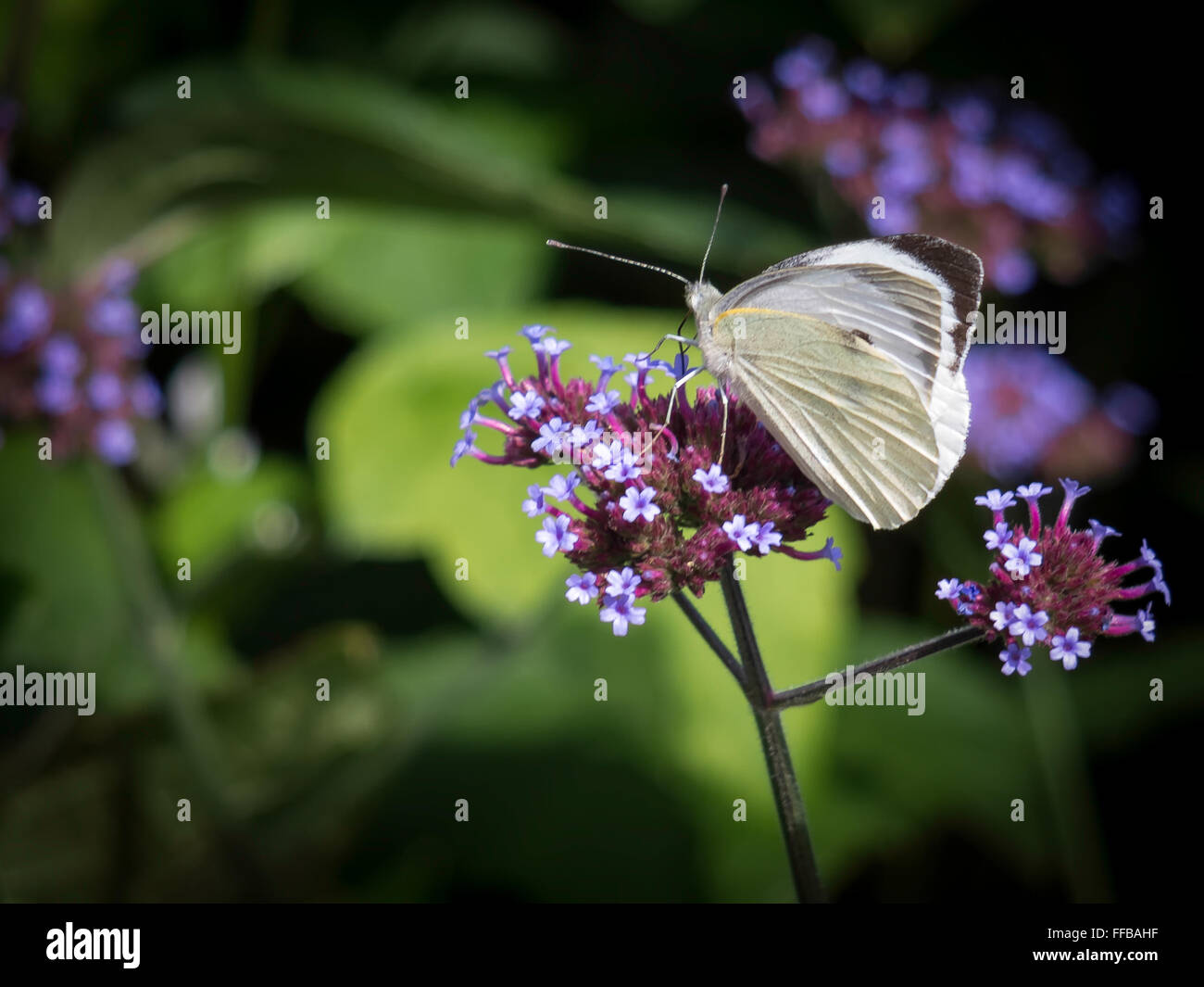 Small White (Pieris rapae) Butterfly Stock Photo - Alamy