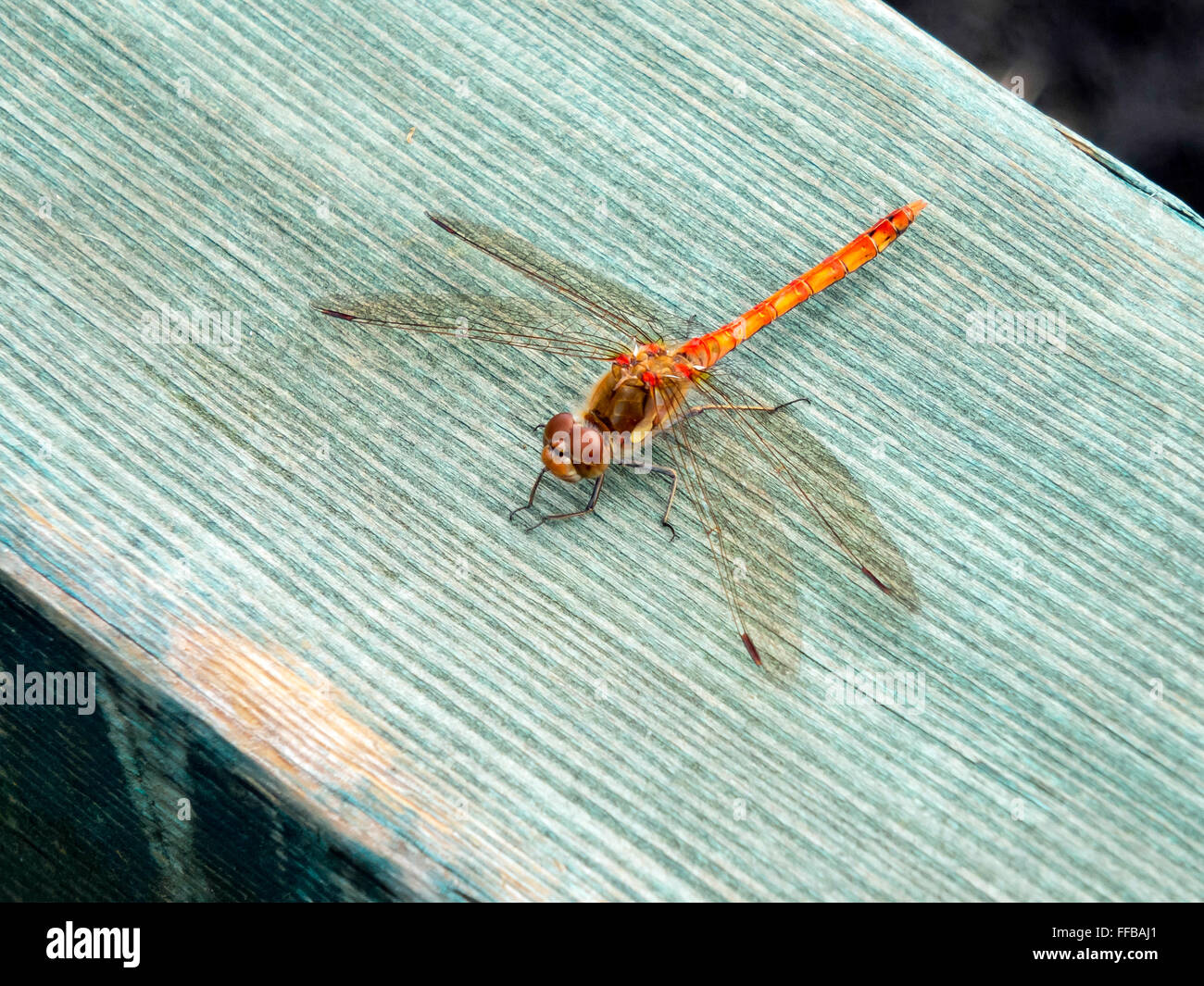 Common Darter (Sympetrum striolatum Stock Photo - Alamy
