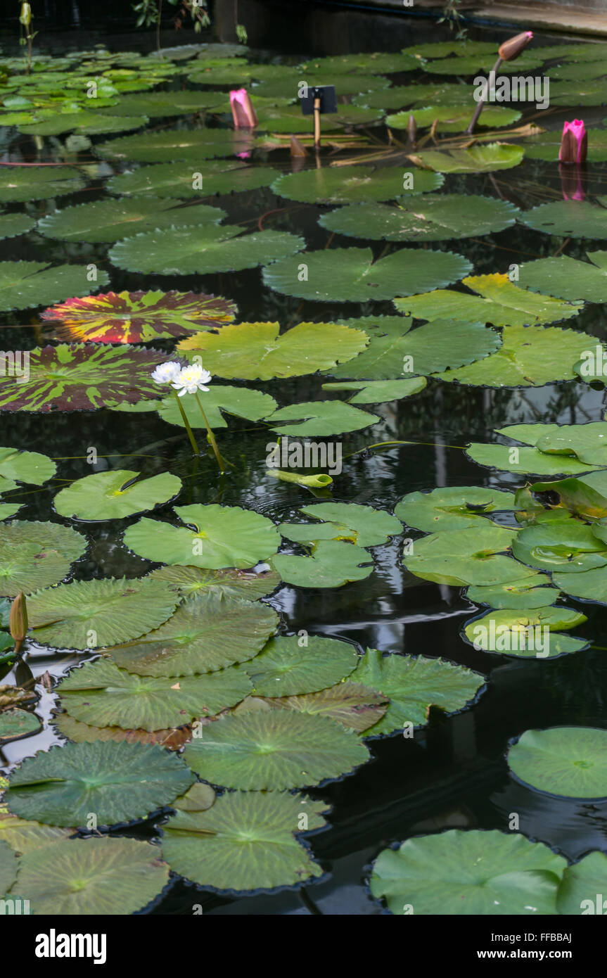 Lotus Flower (Nelumbo nucifera Stock Photo - Alamy