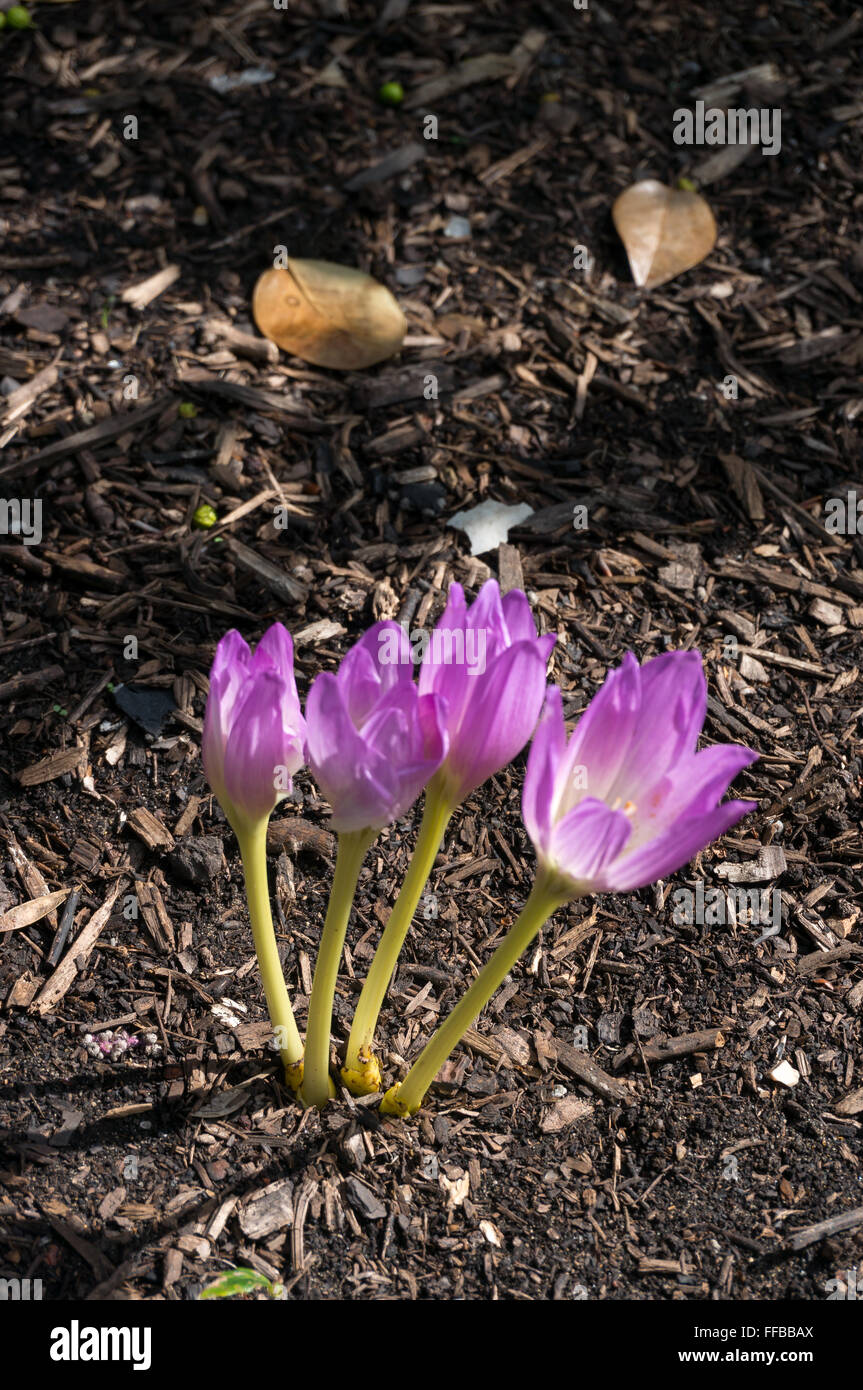 Autumn Crocus (Colchicum autumnale Stock Photo - Alamy