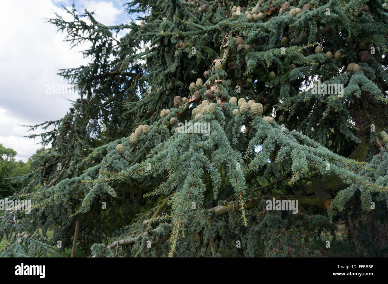 Atlas cedar tree morocco hi-res stock photography and images - Alamy