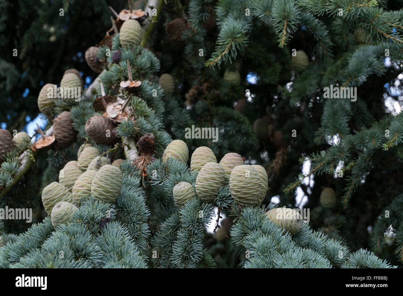 Atlas Cedar (Cedrus atlantica Stock Photo - Alamy