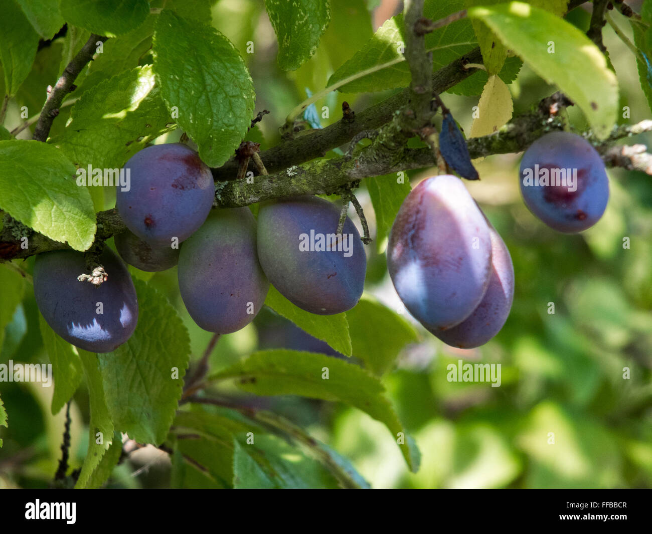 Bunch of Plums ripening in the sunshine Stock Photo - Alamy