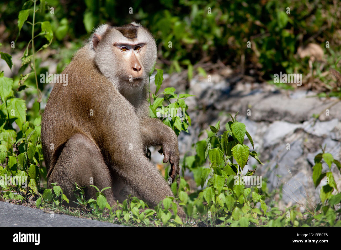 Pig Tailed Macaque Stock Photo - Alamy