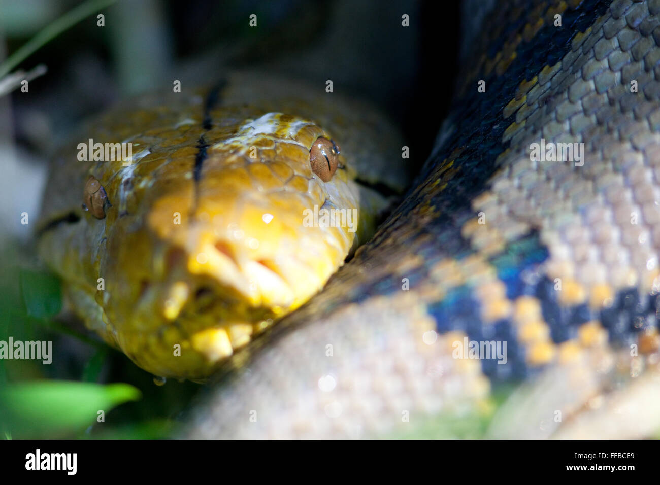 Reticulated Python close up Stock Photo - Alamy