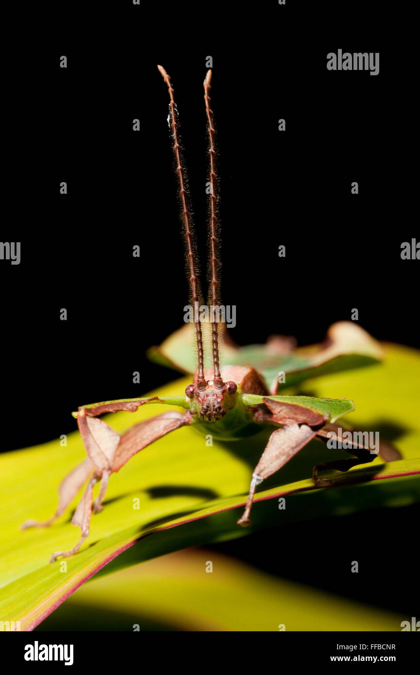 Stick insect on a leaf in the rainforests of borneo Stock Photo - Alamy