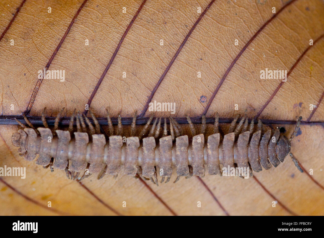 Flat-backed Millipede (Polydesmus angustus) in tropical rainforest ...