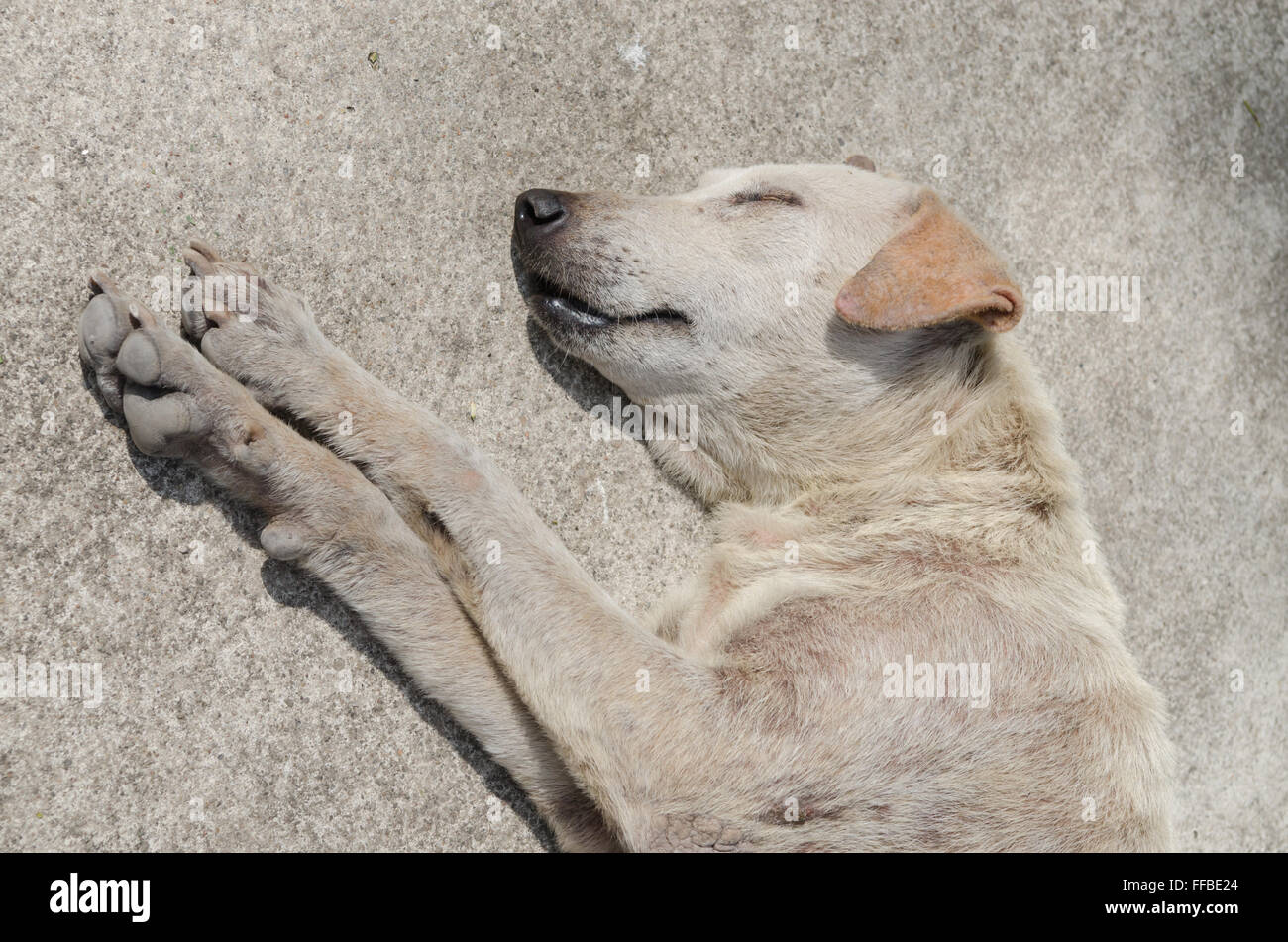 Abandoned homeless stray dog sleeping on the street Stock Photo - Alamy