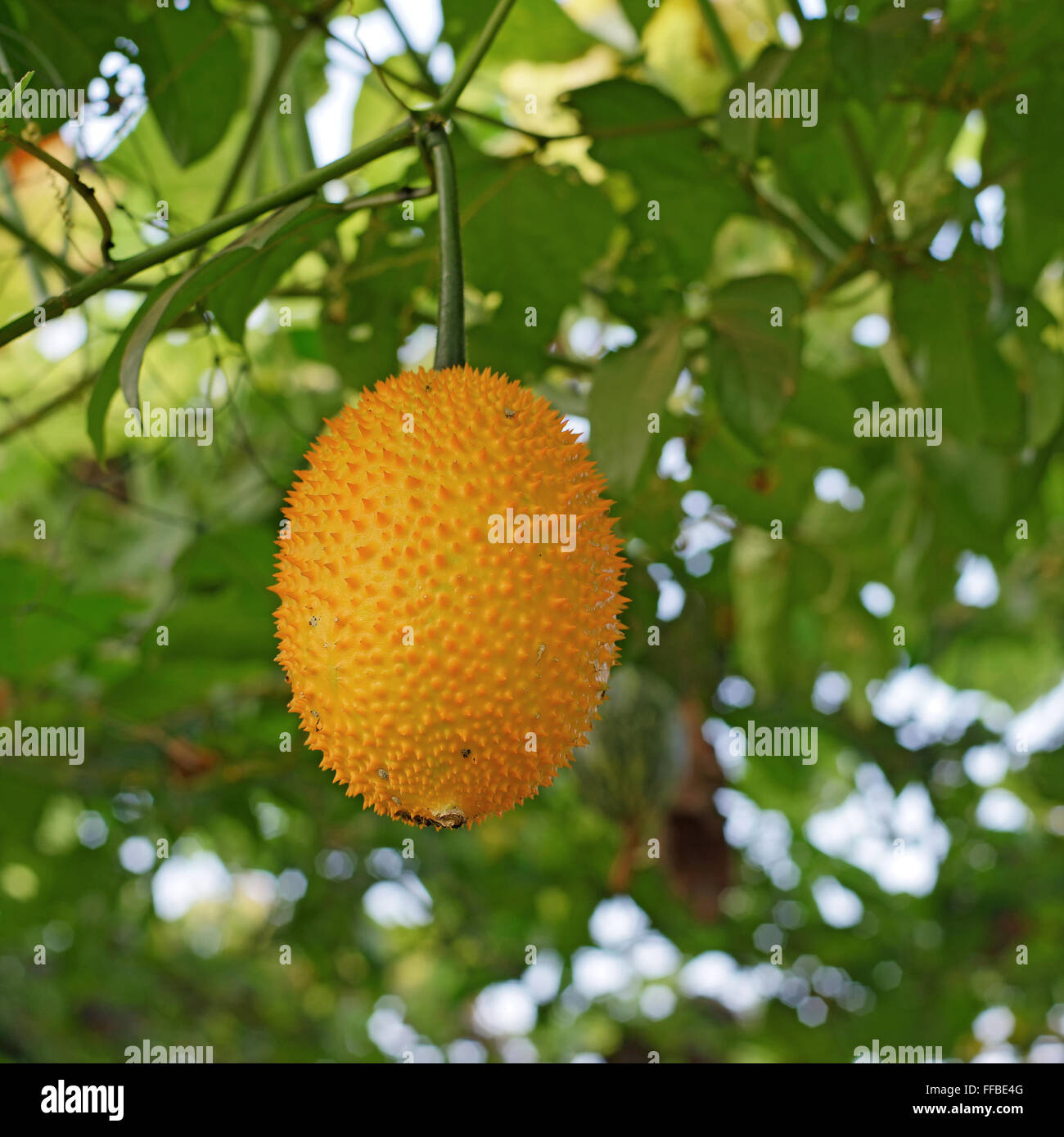 Jack fruit hi-res stock photography and images - Alamy