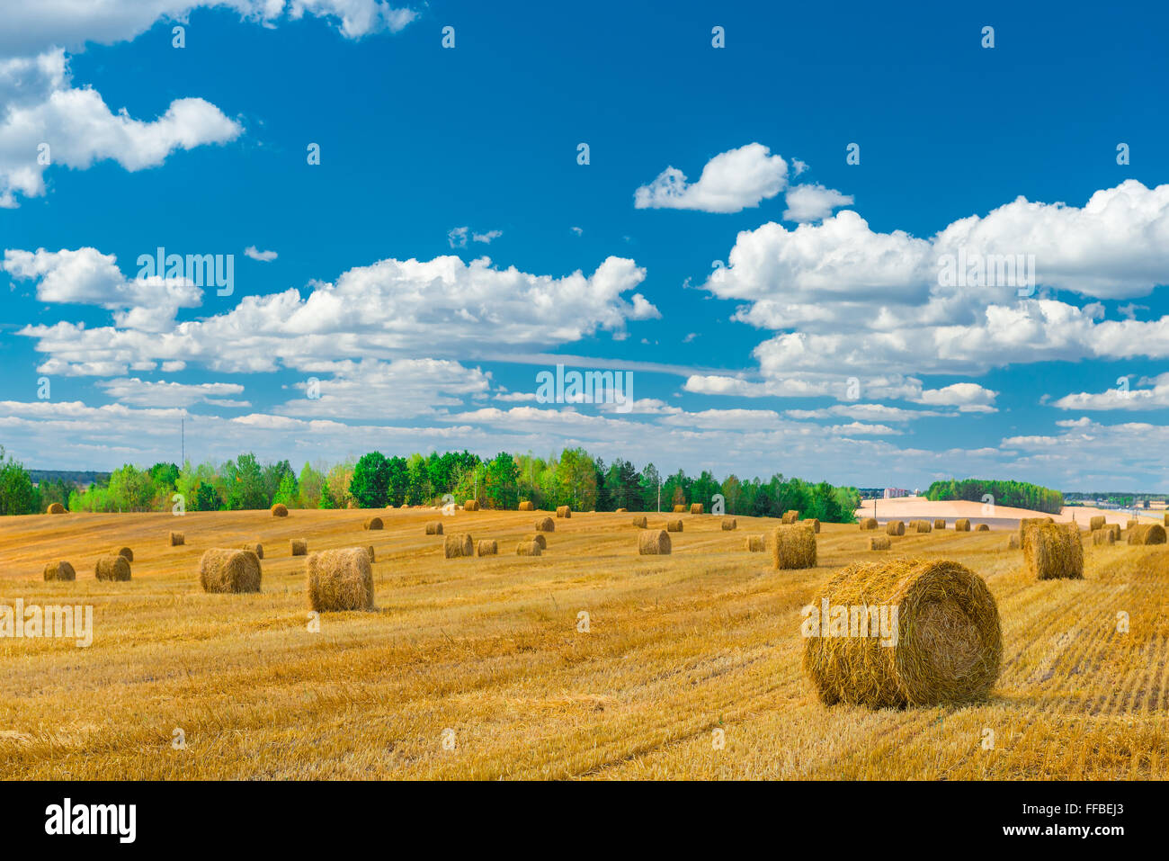 stacks of hay on the treated the field beautiful landscape Stock Photo ...