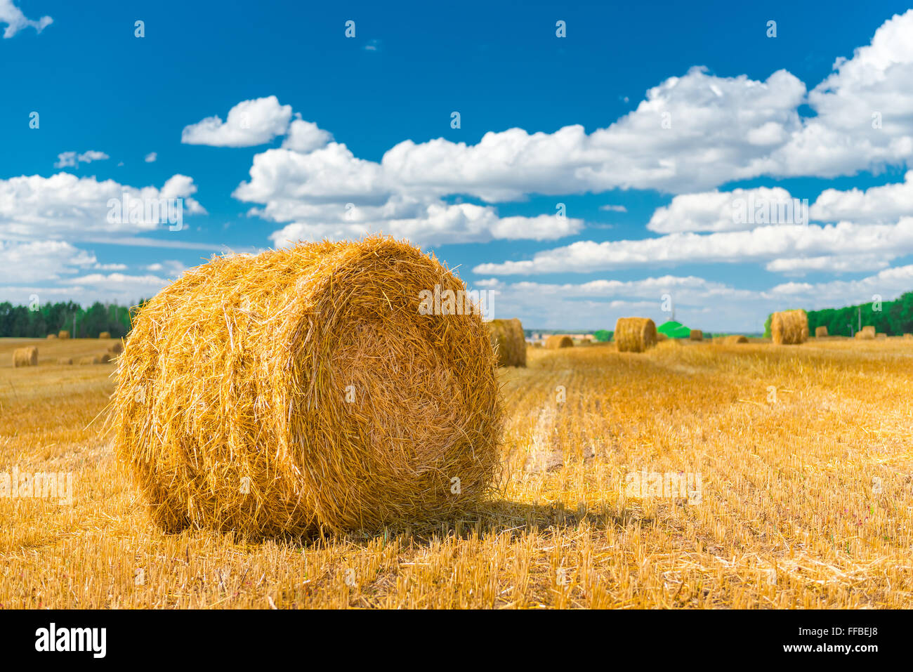 Gold stems hi-res stock photography and images - Alamy