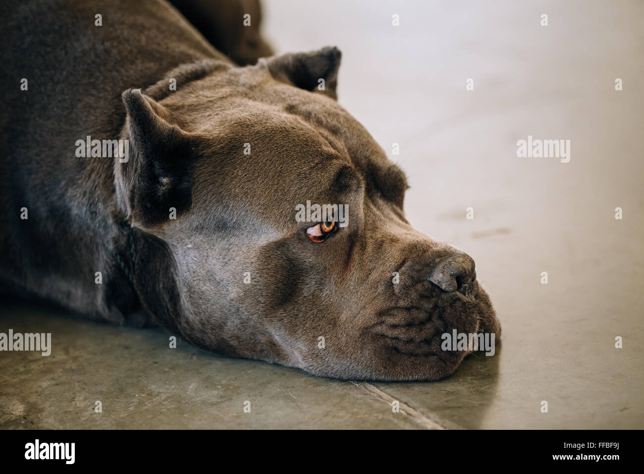 Adult Cane Corso Stock Photos & Adult Cane Corso Stock Images - Alamy