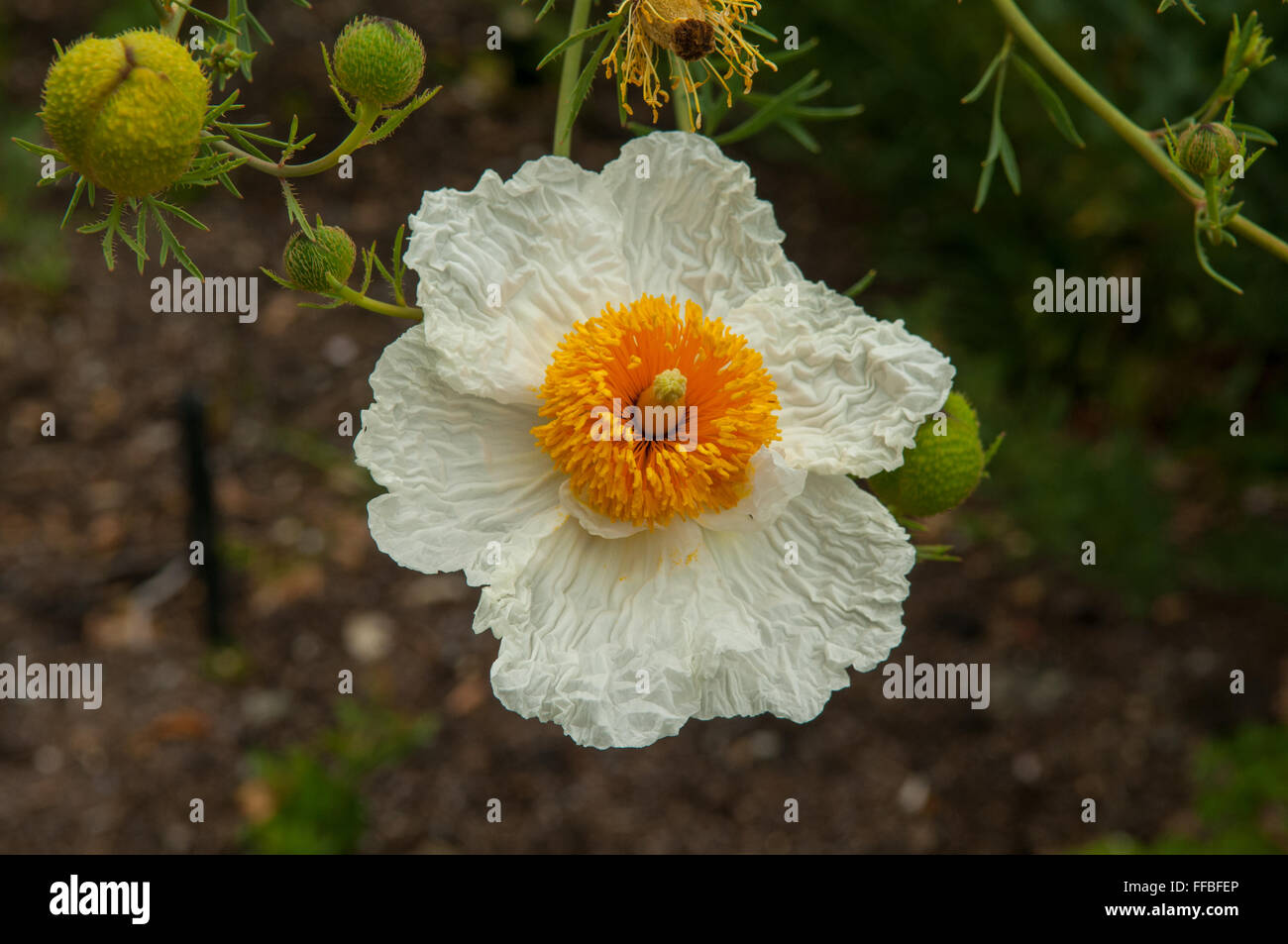 Meconopsis baileyi 'Alba', White Himalayan Poppy Stock Photo - Alamy