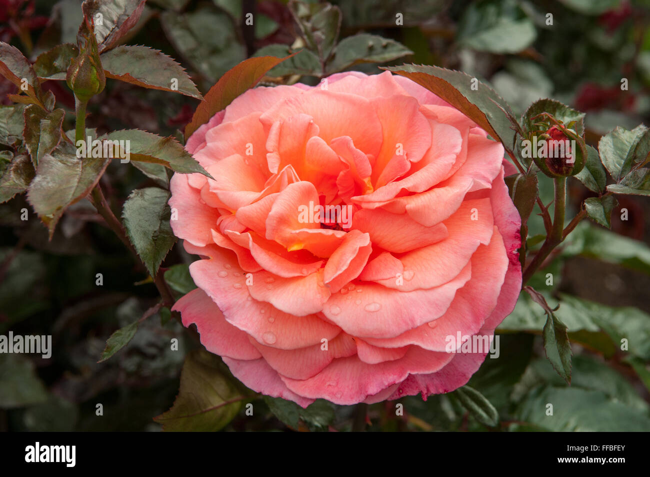 Rosa Paddy Stephens Stock Photo - Alamy