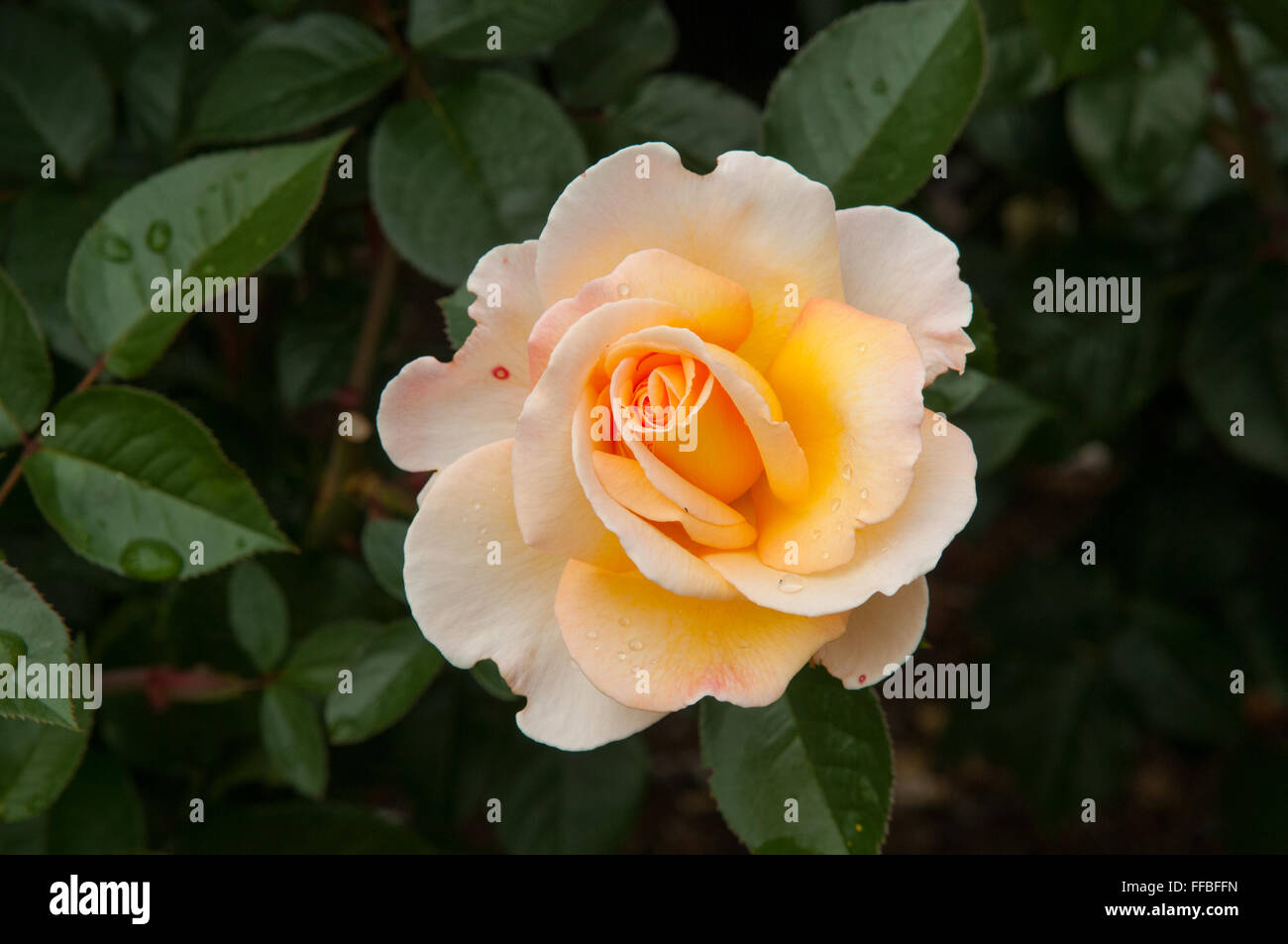 Rosa New Zealand High Resolution Stock Photography and Images - Alamy