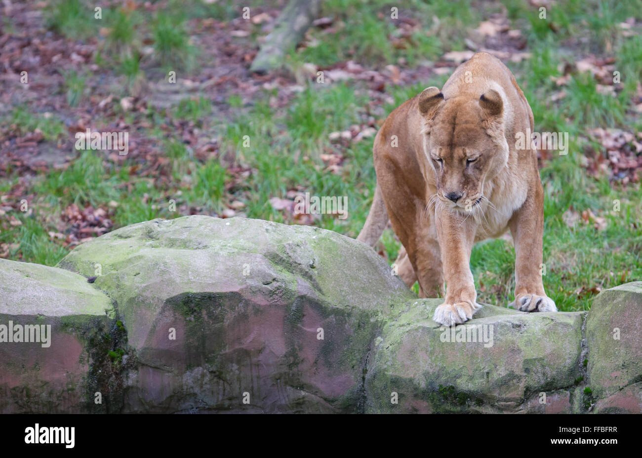 Lion on alert (Panthera Leo), selective focus Stock Photo - Alamy