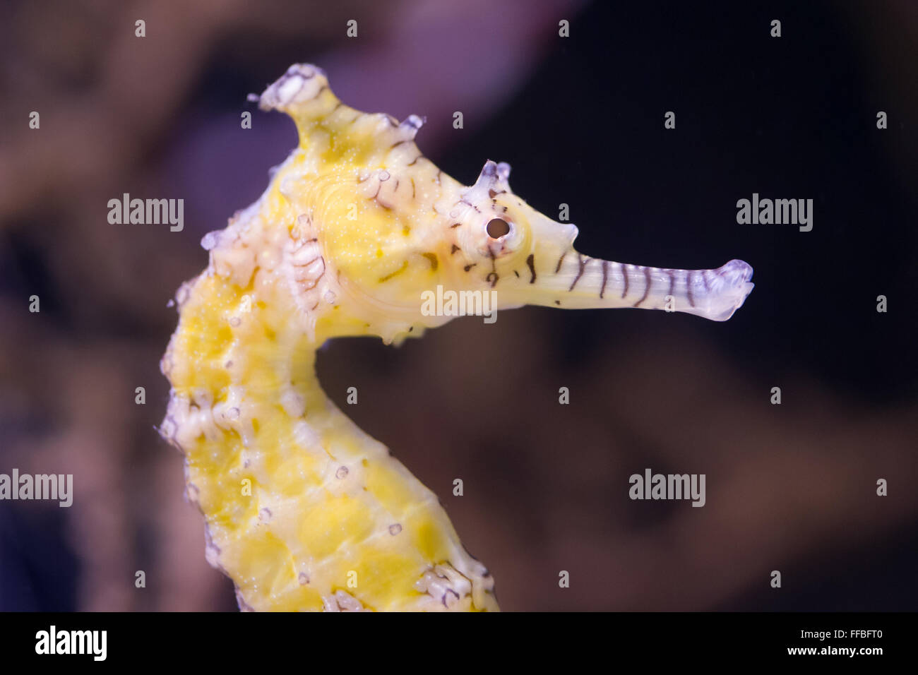 Very young seahorse swimming in the water, selective focus on the eye ...
