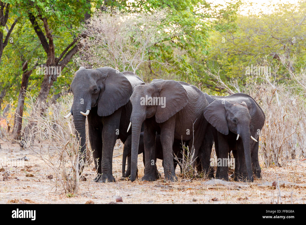 A herd of African elephants at green bush, Caprivi Game Park, Namibia ...