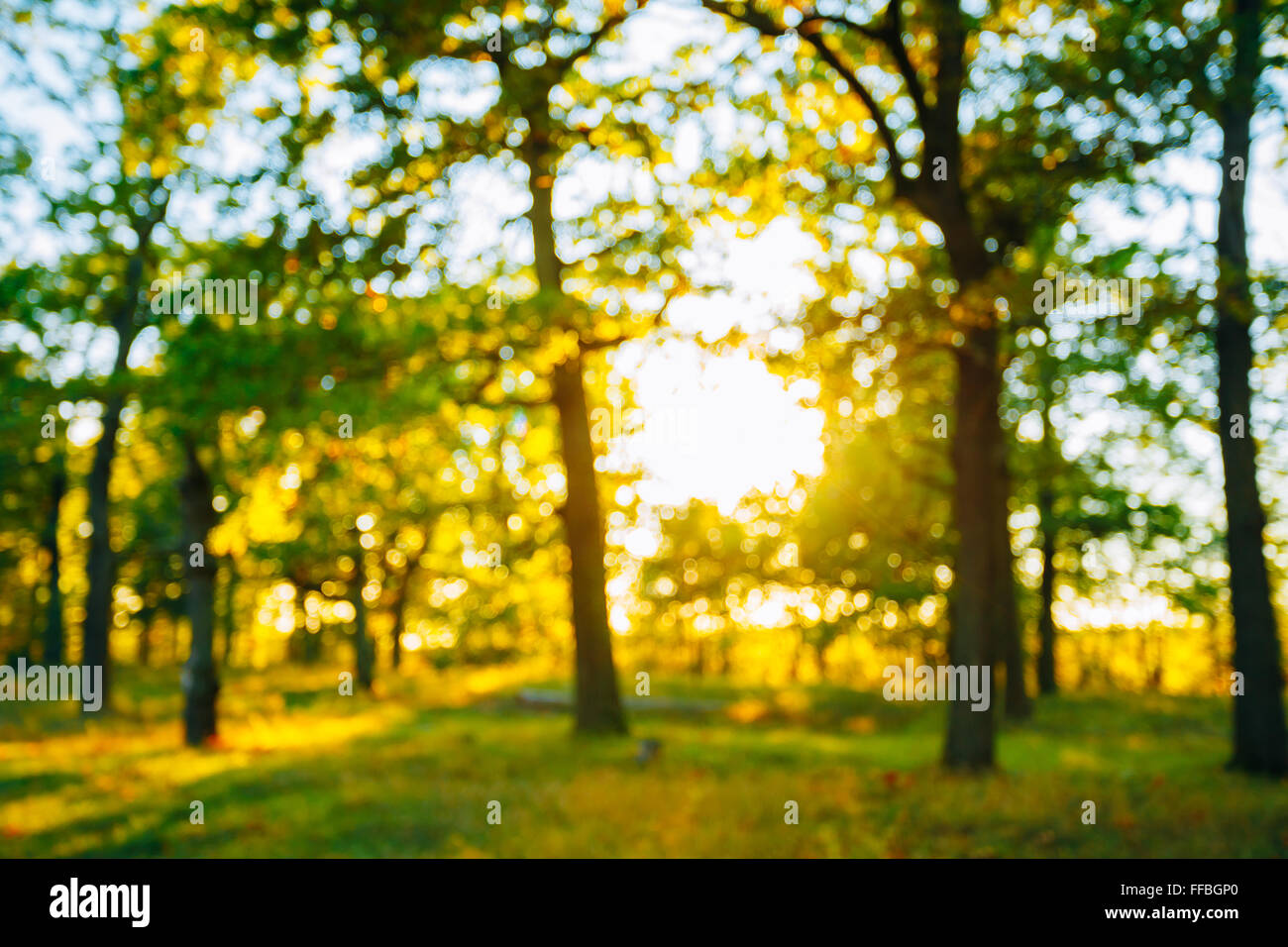 Blurred forest background hi-res stock photography and images - Alamy