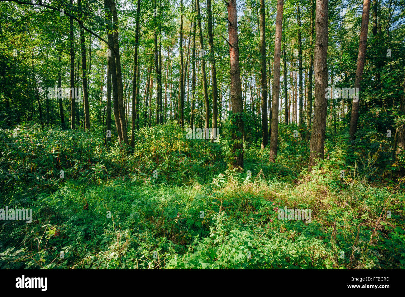 Summer Sunny Forest Trees. Nature, Woods in Sunlight. Sunny day Stock ...