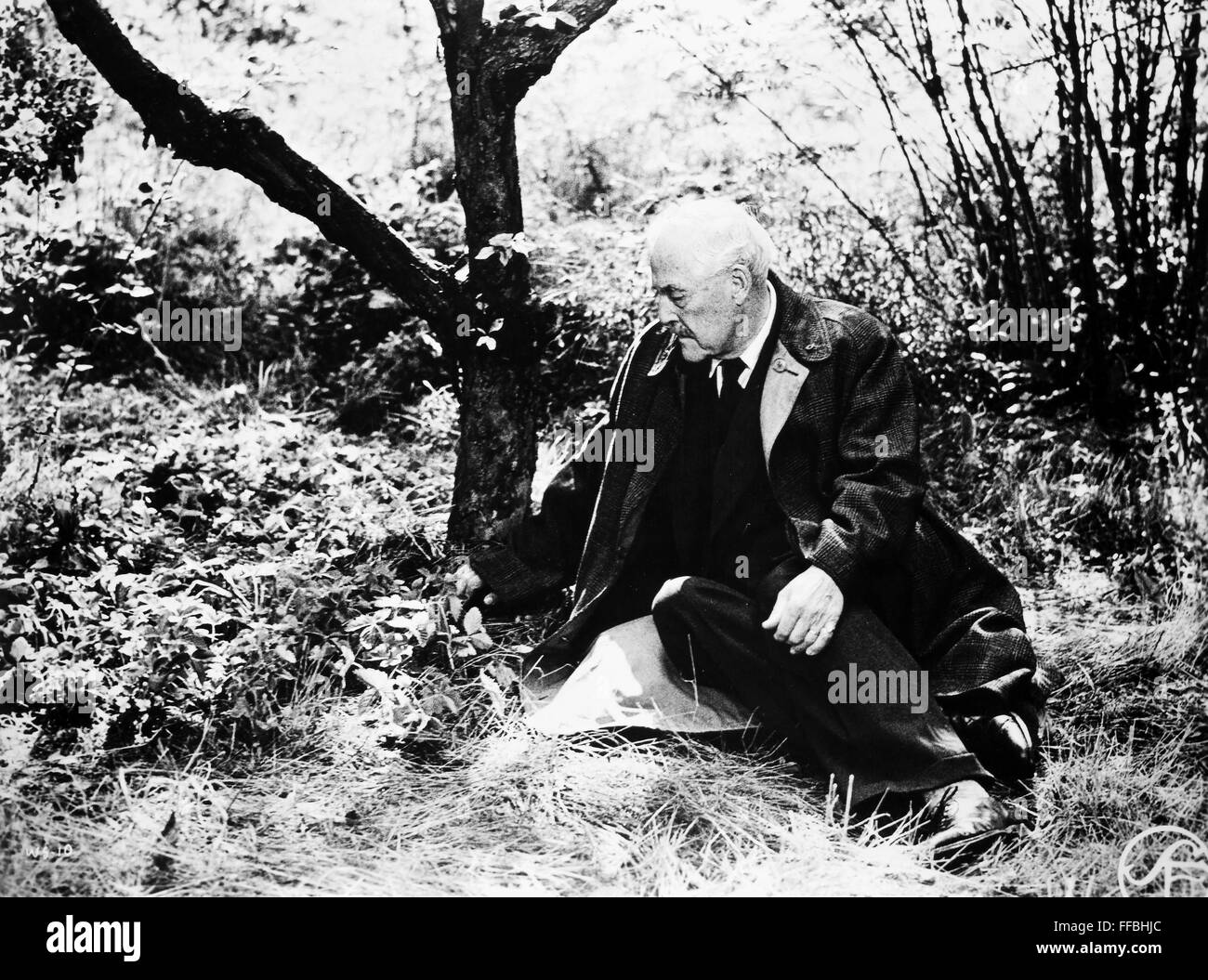 Wild Strawberries Bergman