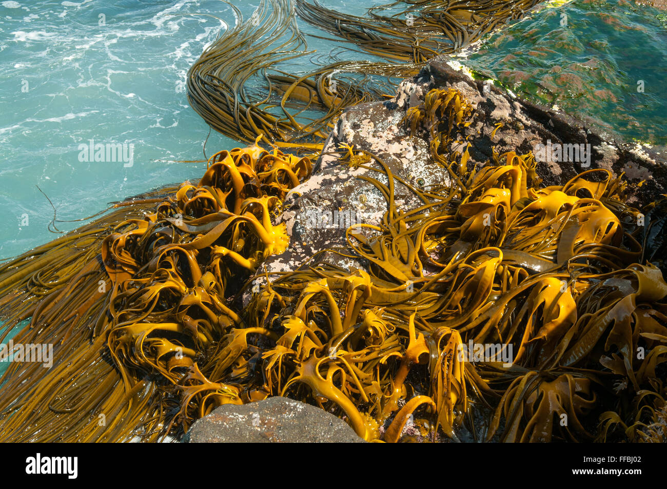 Seaweed in Curio Bay, the Catlins, South Otago, New Zealand Stock Photo ...