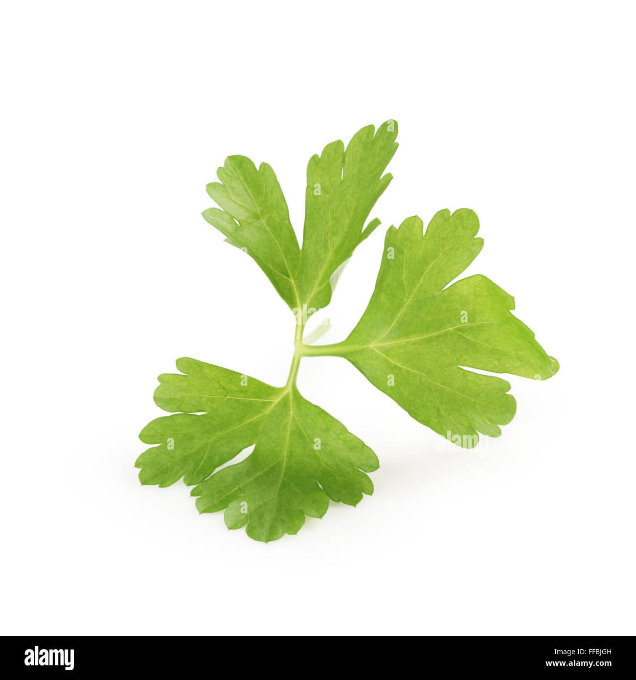fresh green parsley leaf isolated Stock Photo - Alamy