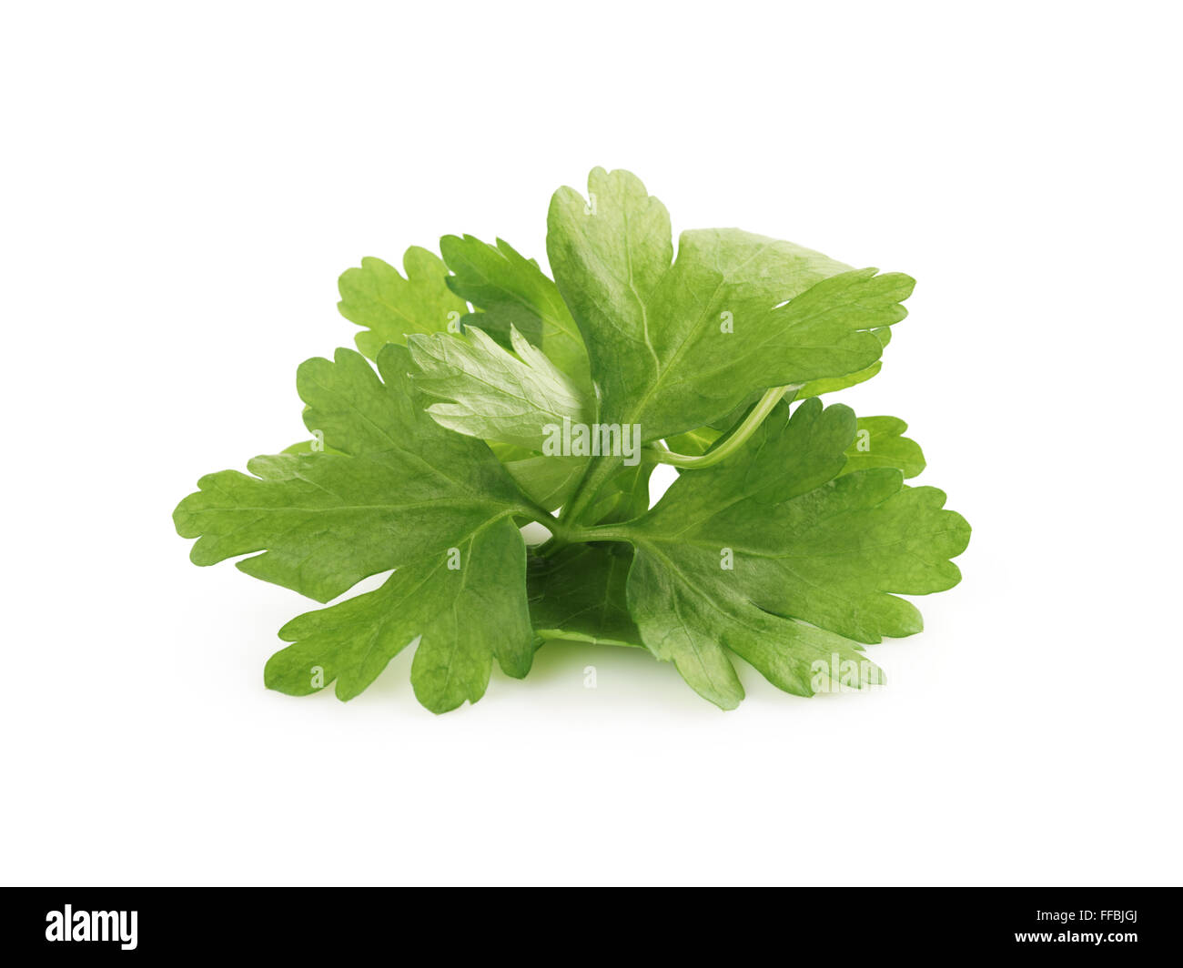 bunch of fresh parsley isolated Stock Photo - Alamy