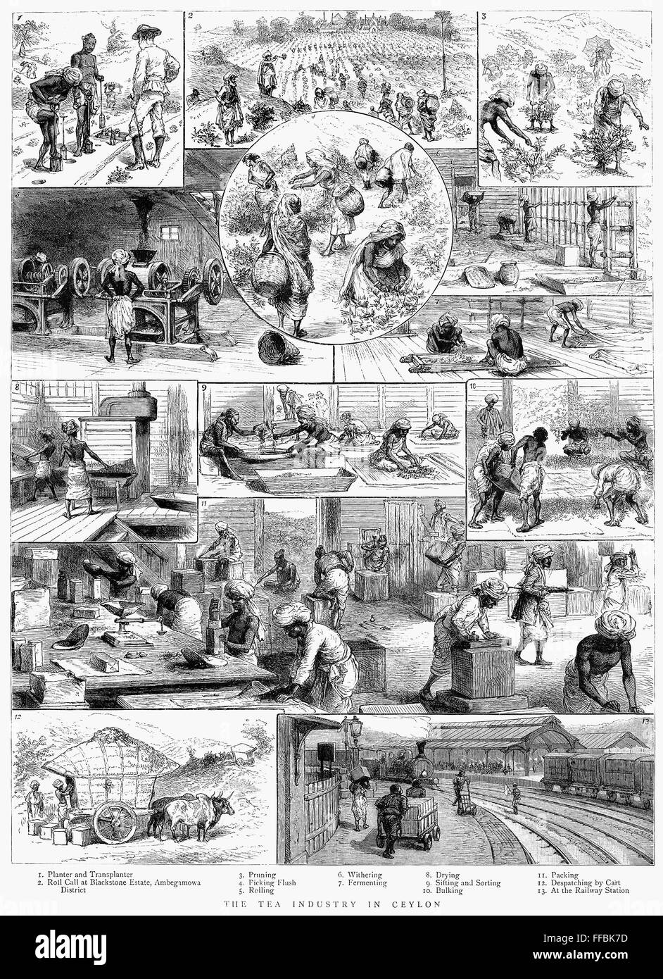 TEA PLANTATION, 1888. /n'The Tea Industry in Ceylon' (present day Sri ...