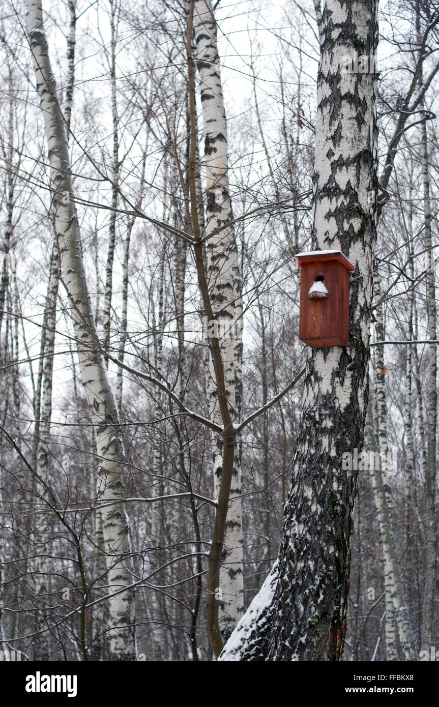 Birch tree house hi-res stock photography and images - Alamy