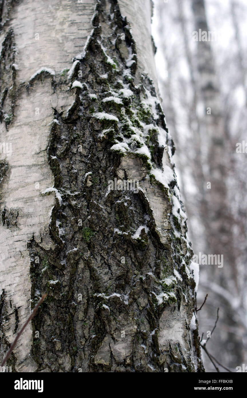 Birch bark macro with moss in snow in winter Stock Photo - Alamy
