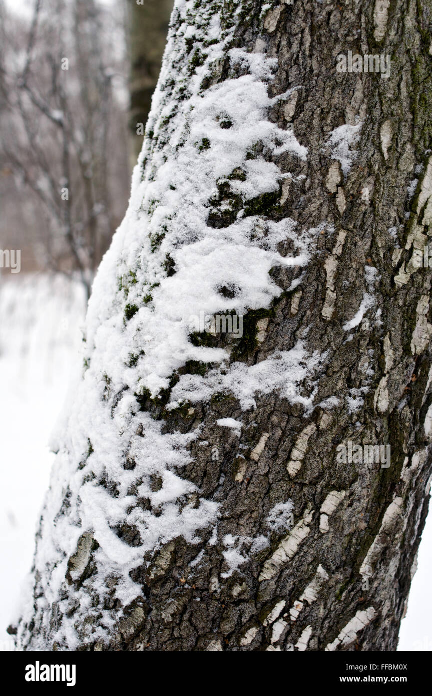Birch bark macro in snow in winter Stock Photo - Alamy