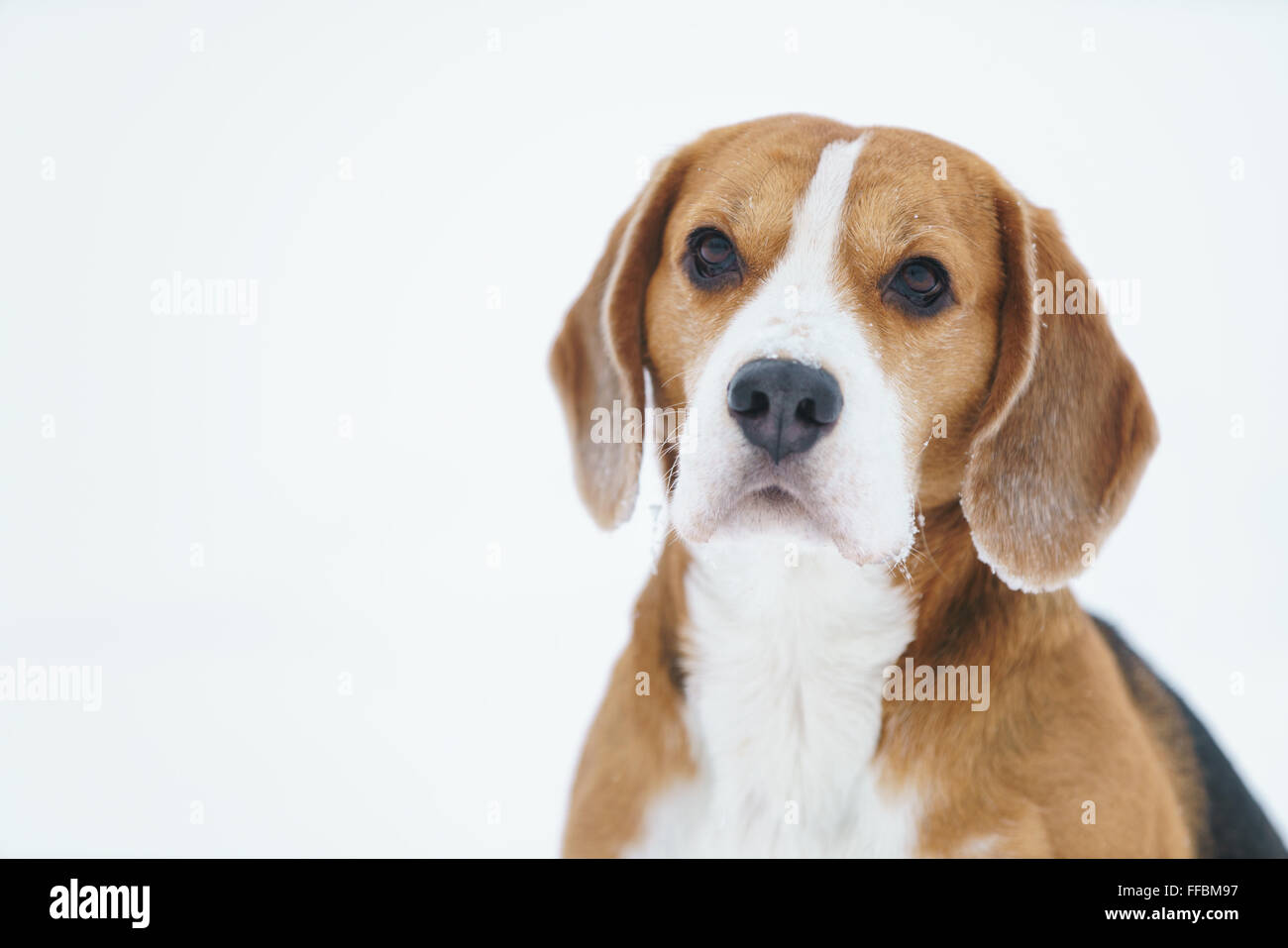 Sad beagle looking up hi-res stock photography and images - Alamy