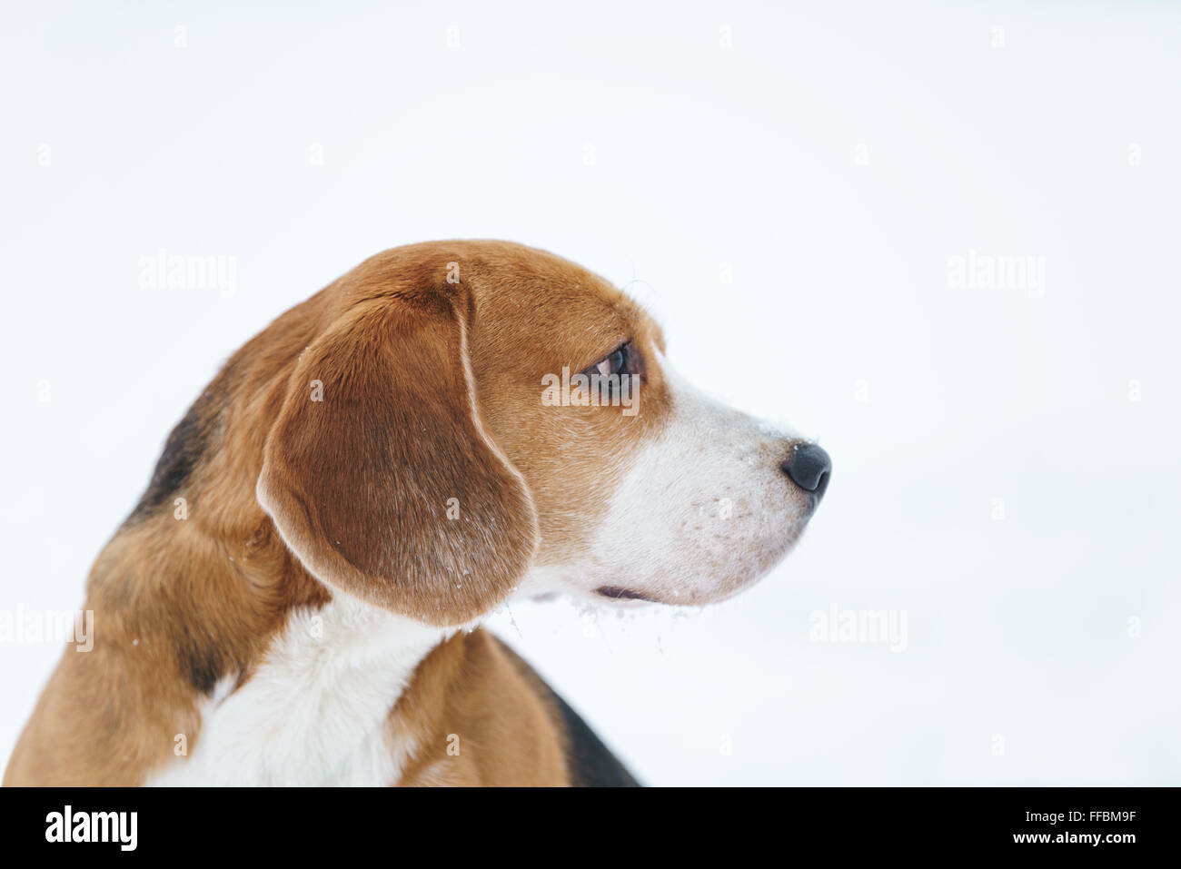 Sad beagle looking up hi-res stock photography and images - Alamy