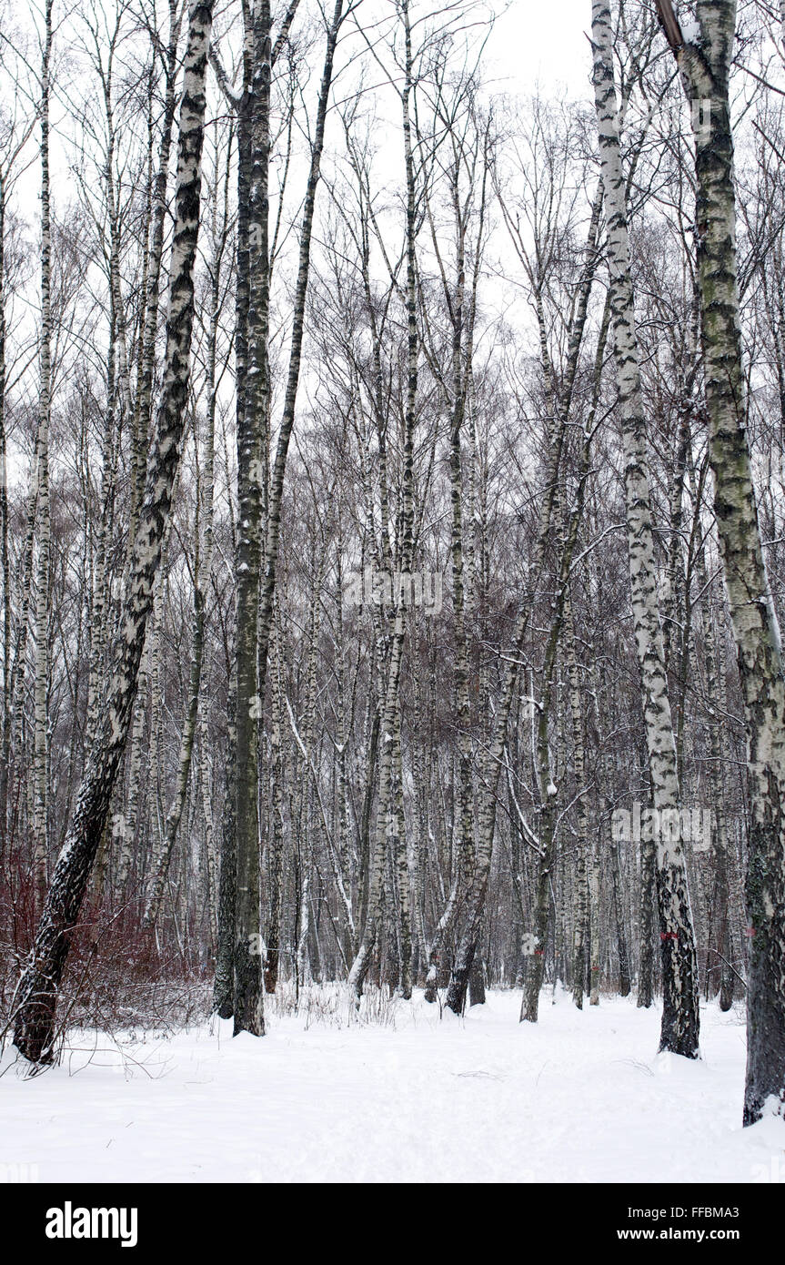 Heavy snow in forest hi-res stock photography and images - Alamy