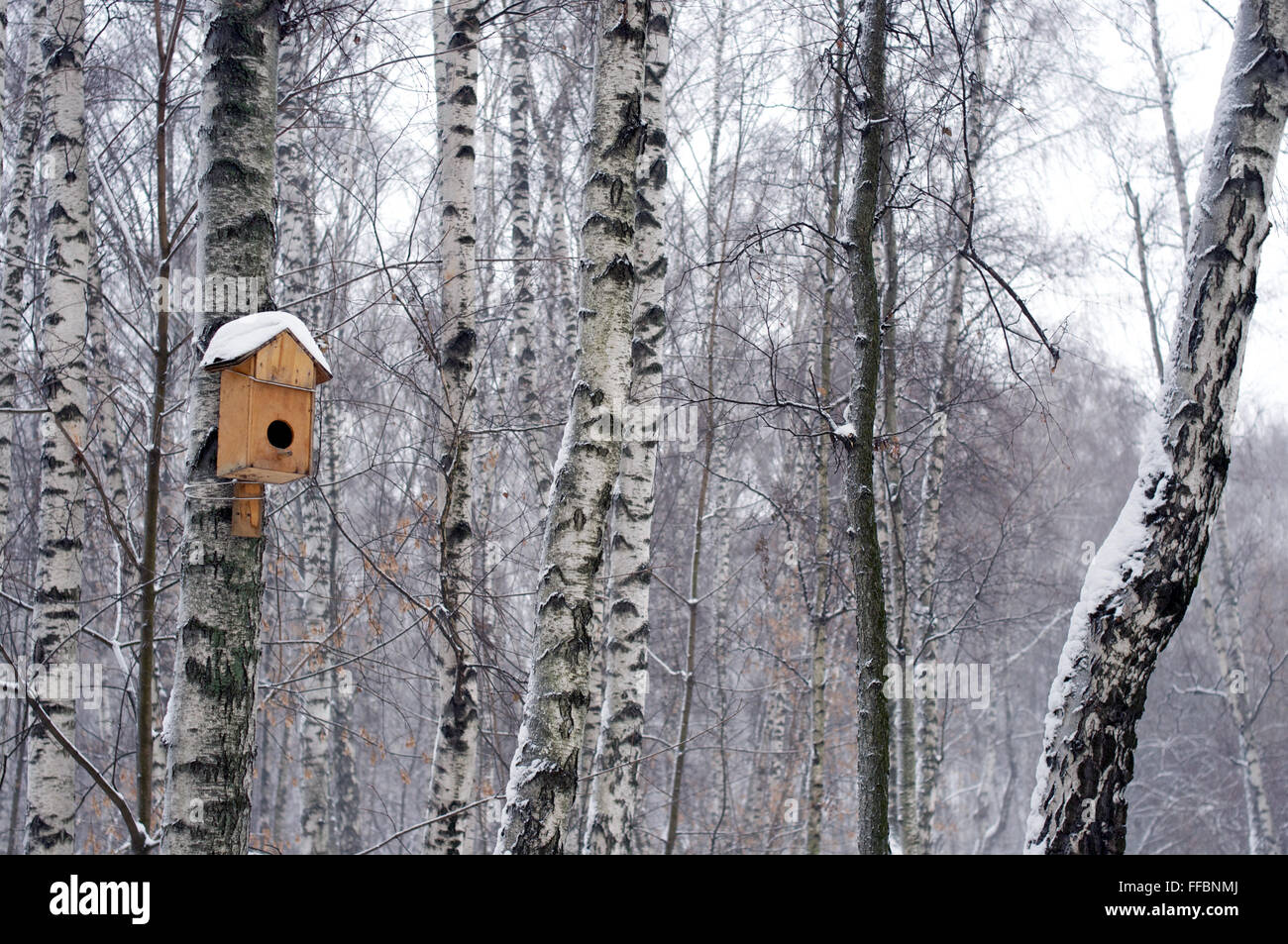 Birds' house on the birch tree in snow during the winter, horizontal ...