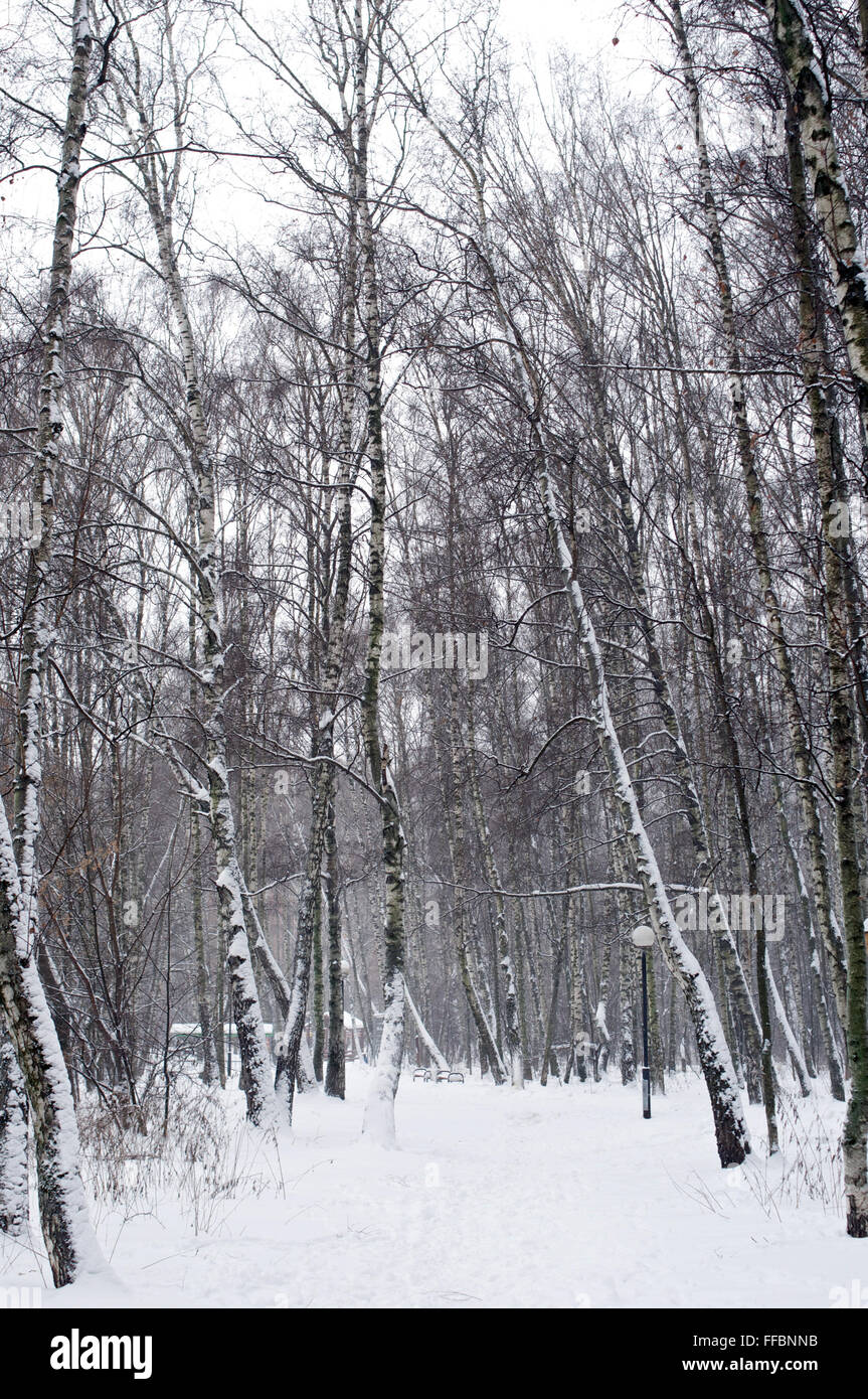 Path covered with snow in park during heavy snowfall vertical position ...