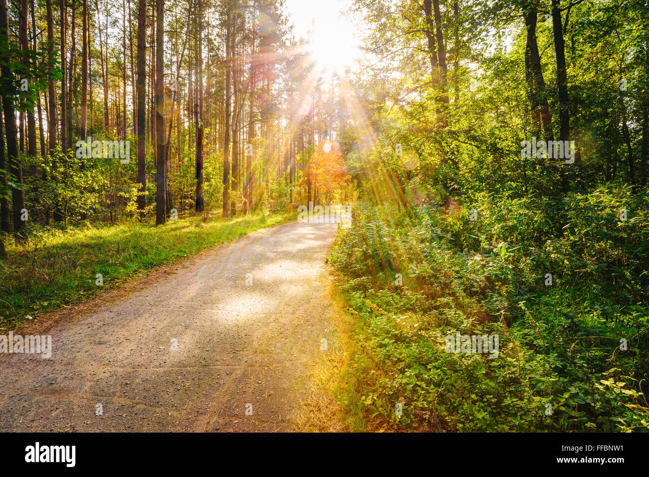 Path Road Way Pathway On Sunny Day In Summer Sunny Forest at Sunset or ...