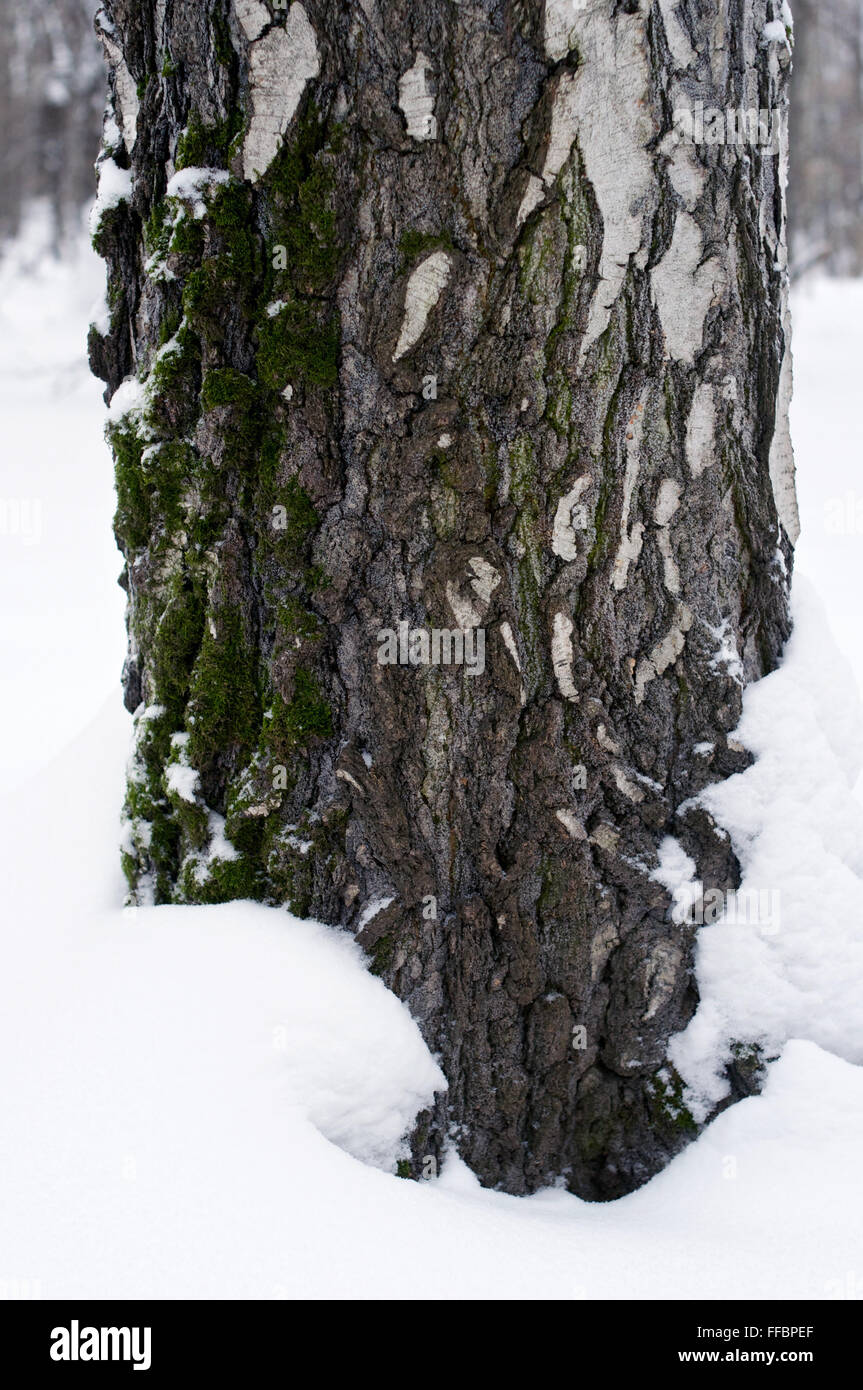 Black and white macro birch tree bark hi-res stock photography and ...