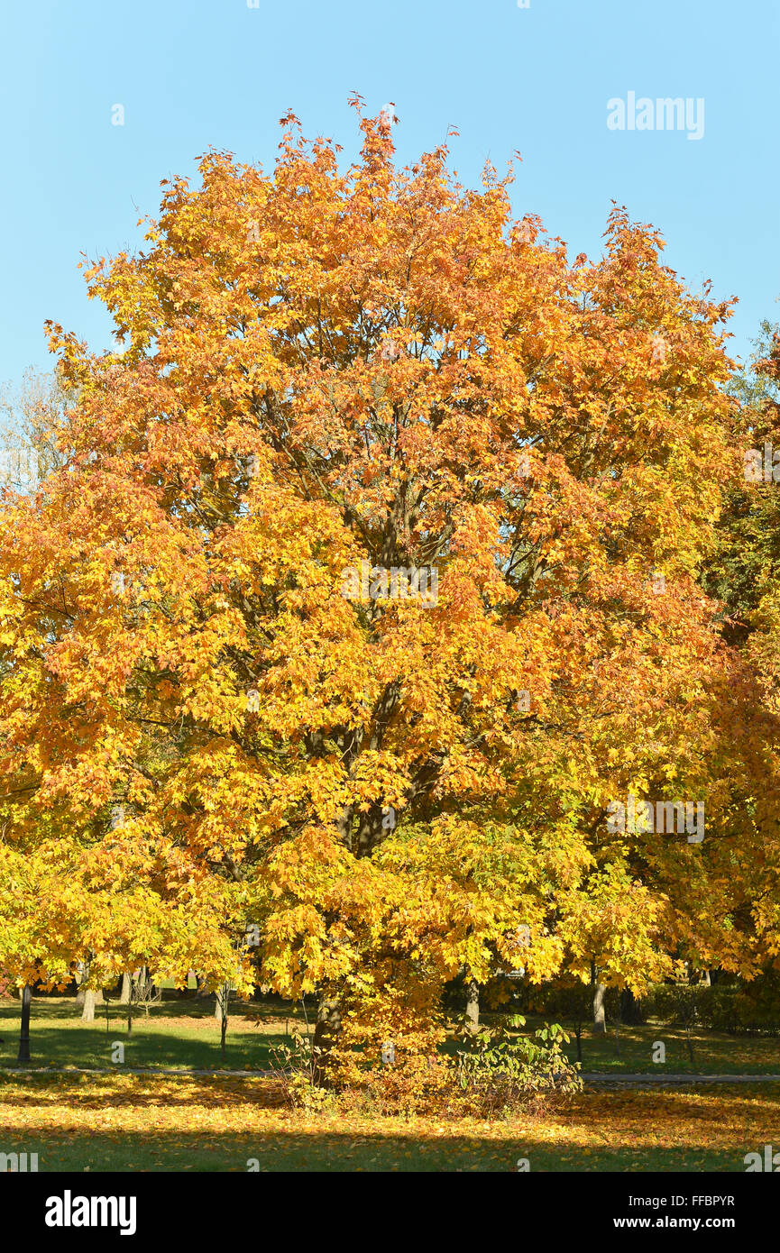 tree in autumn Stock Photo - Alamy