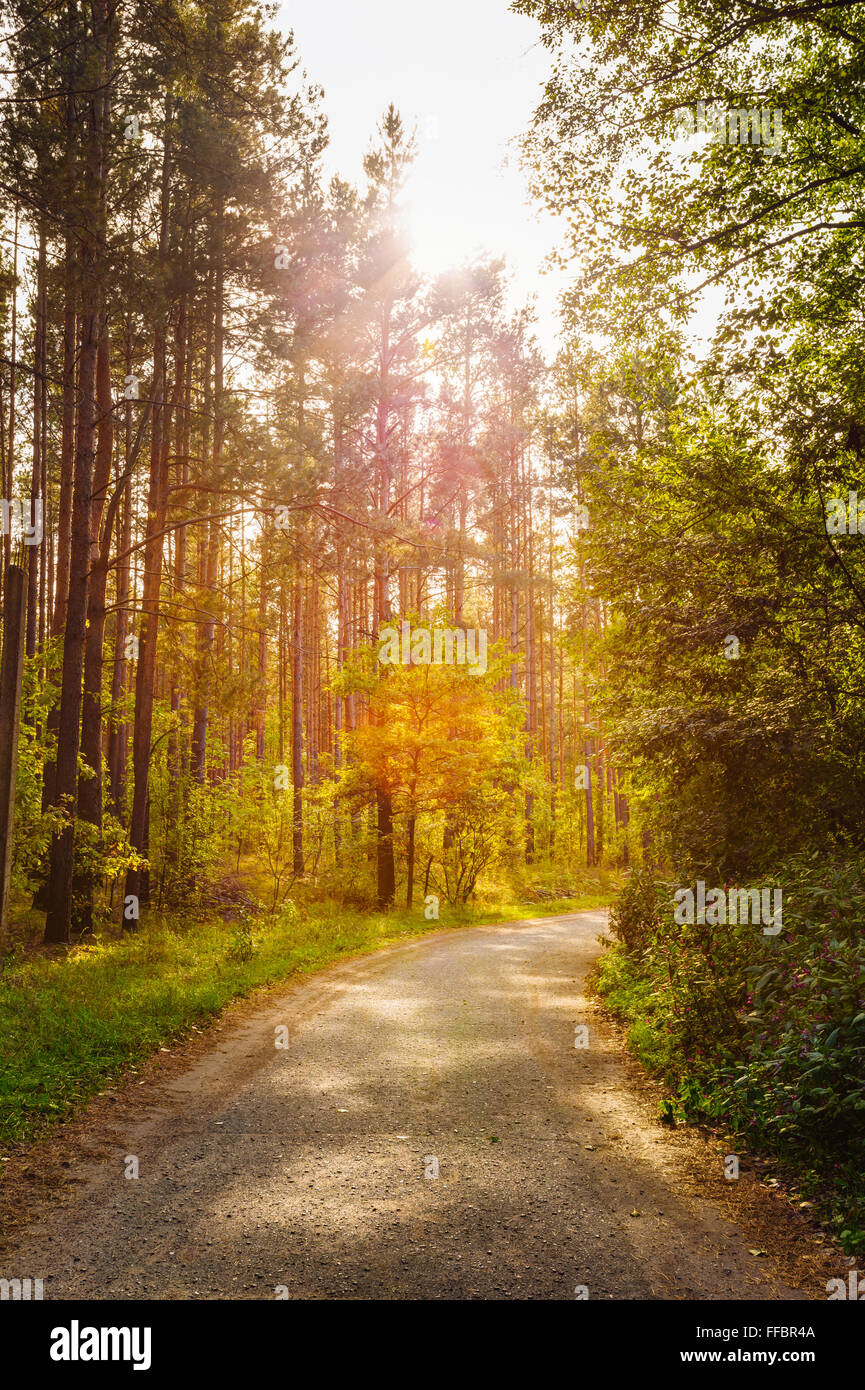 Path Road Way Pathway On Sunny Day In Summer Forest at Sunset or ...